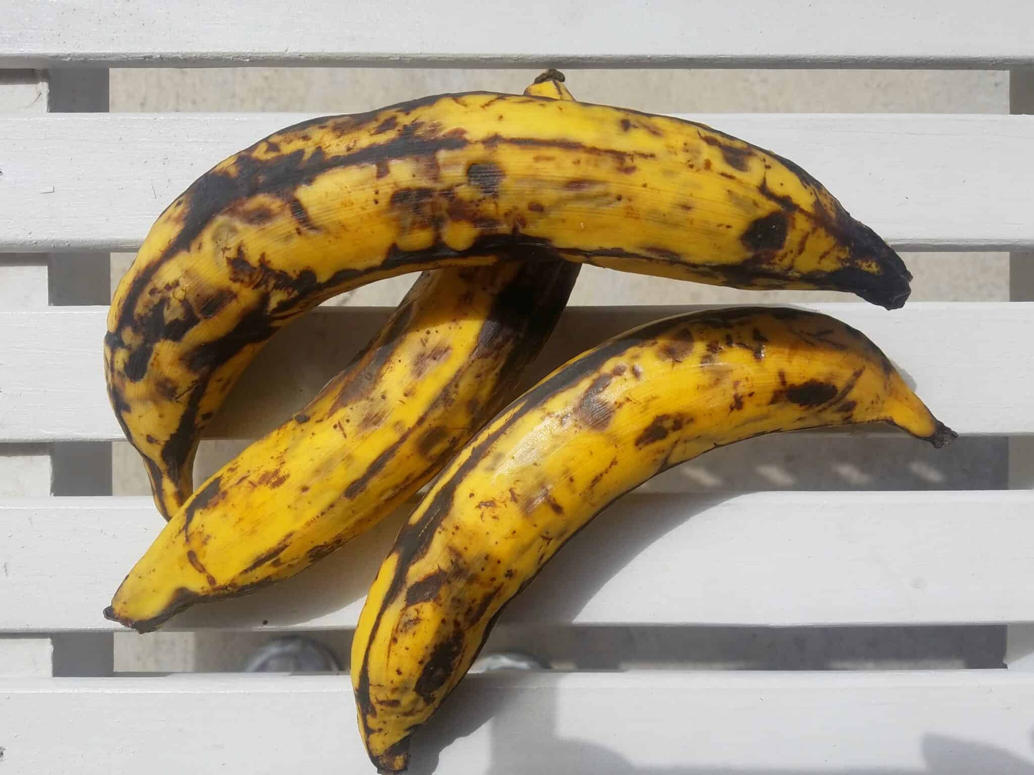 Ingredient Profile: Plantains - The Stovetop Diplomat